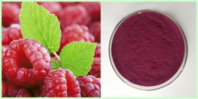 China Fructus Rubi P.E/Raspberry Extract for sale