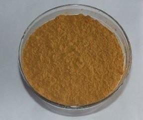 China Bacopa Monniera Extract,Brahmi extract,Bacopa Extract for sale
