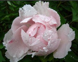 China Paeonol,Paeonol Powder,Peony root extract,Peony root extract powder for sale