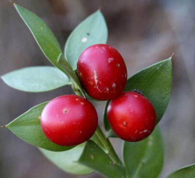 China 10%20%Ruscogenin,Butchers Broom P.E.,Butchers Broom Extract,Ruscus Aculeatus Root Extract for sale