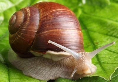 China Snail Mucus Extract,Snail Protein Powder,Snail Powder,Snail extract,Snail Protein extract for sale
