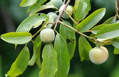 China Muira Puama Extract,Muira Puama Root Extract,Muira Puama Extract Powder 10:1 for sale