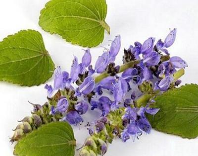 China Natural Coleus Forskohlii extract,Coleus Forskohlii root extract 10%-98% Forskolin for sale