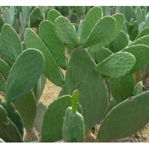 China Hoodia Extract,Hoodia Extract Powder,Hoodia Cactus Extract 4:1~20:1 for sale