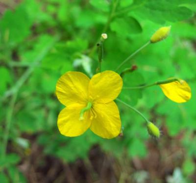 China Celandine Extract Powder,Celandine Extract Powder 3%5% Chelidonine CAS:476-32-4 for sale