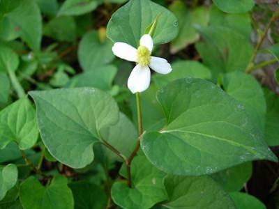 China Heartleaf Houttuynia Herb Extract,Heartleaf Houttuynia Herb Extract powder 10:1 for sale