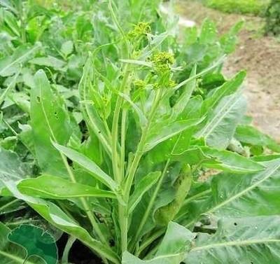 China Indigowoad Leaf Extract Indirubin 1%,20:1,10:1 for sale