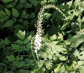 China 8% Triterpene Glycosides black cohosh root extract CAS No.:84776-26-1 for sale