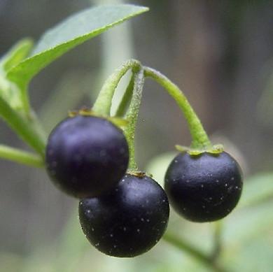 China Belladonna Extract,belladonna liquid extract Hyoscyamine(Atropine)0.7%-0.8% for sale