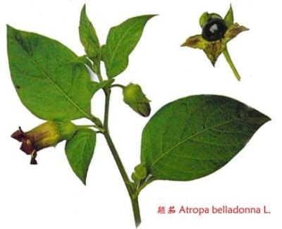 China Belladonna Extract,Belladonna Extract powder 1% Hyoscyamine/Atropine/Scopolamine for sale