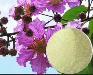 China loquat leaf extract,banaba leaf extract,corosolic acid extract CAS:4547-24-4 for sale
