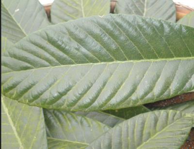 China Corosolic Acid from Loquat Leaf Extract,Eriobotria Japonica Leaf Extract CAS:4547-24-4 for sale