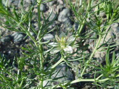 China 98%Harmine,Harmine powder,Peganum harmala L. CAS NO.: 442-51-3 for sale
