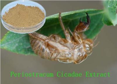 China Vegetable cicada extract,Periostracum Cicadae extract,Chinese traditional medicine ChanYi for sale