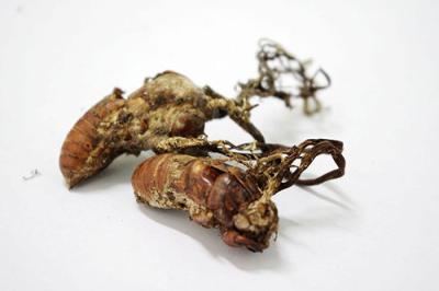 China cicada shell extract,periostracum cicada extract powder 30%Polysaccharides,10:1 for sale