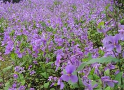 China shikonin,gromwell extract,Lithospermum erythrorhizon extract,gromwell root extract,alkanet for sale