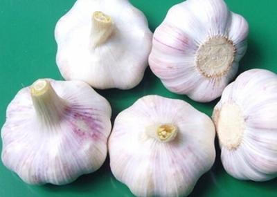 China Alliin,Alliin powder,Garlic Extract,Garlic Extract powder,Garlic P.E. Cas Number: 556-27-4 for sale