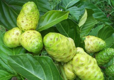 China noni levean,noni enzim,noni enzyme,Noni Extract/P.E.,Morinda Citrifolia Extract for sale