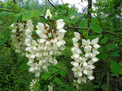 China 98%Acacetin,Acacetin powder,Robinia pseudoacacia L.extract CAS NO.:480-44-4 for sale