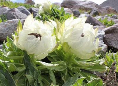 China Snow Lotus Herb Extract,Snow Lotus Extract,Snow Lotus Extract powder 10:1 for sale