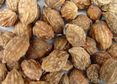 China Sharpleaf Galangal Fruit Extract,Alpinia Extract,Alpinia Oxyphylla Extract for sale