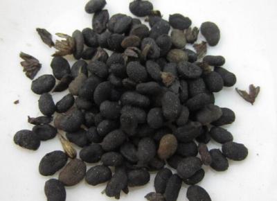 China Malaytea Scurfpea Fruit Extract,Fructus Psoraleae Extract,Psoralea Corylifolia Extract for sale