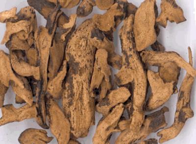 China Fortune's Drynaria Rhizome Extract,Rhizoma Drynariae Extract,Davallia mariesii extract for sale