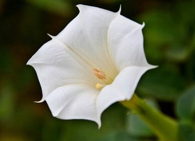 China 98%Scopolamine,Scopolamine powder,Upright Datura Flower extract CAS NO.: 51-34-3 for sale