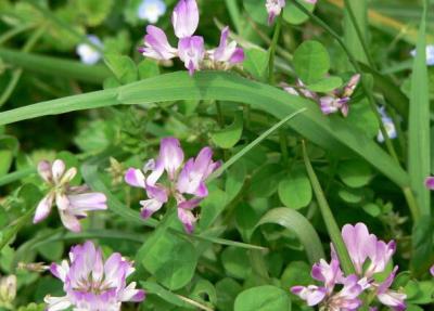 China Alfafa Extract powder,Medicago sativa Extract power,Buffalo Herb Extract powder 50%,10:1 for sale