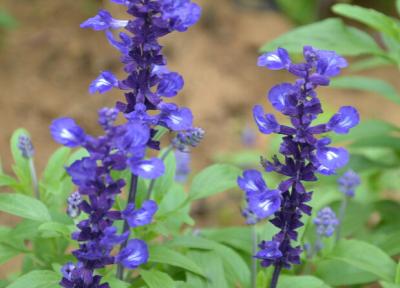 China Clary Sage extract,Salvia officinalis Extract,Sage Extract,Carnosic acid,Carnosol for sale