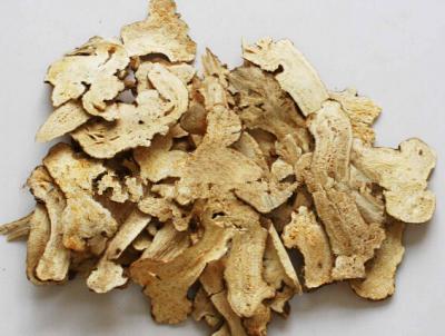 China Langehead Atractylodes Rhizome Extract,Langehead Atractylodes Rhizome Extract powder 10:1 for sale