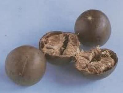 China Natural Sweetener 10%~60% Mogroside V,80%Mogrosides,Luo Han Guo Extract,Monk Fruit Extract for sale