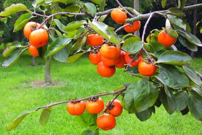 China Persimmon Extract Kaempferol 3% CAS 520-18-3 for sale