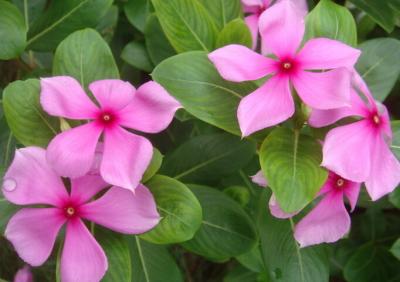 China Madagascar Periwinkle Herb Extract,Madagascar Periwinkle Extract,Periwinkle Extract for sale