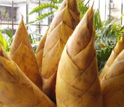 China 70% natural Silica,bamboo silica extract,bamboo shoot extract,bamboo shoot extract powder for sale