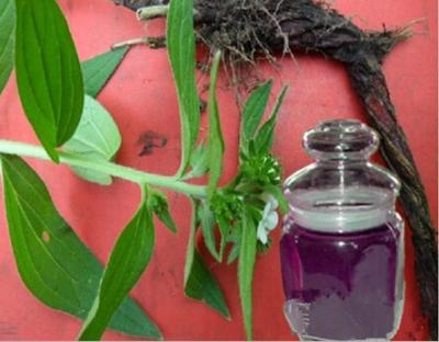 China Chinese herbal medicine Shikonin Gromwell Extract 30% Cas. No.: 517-89-5 for sale