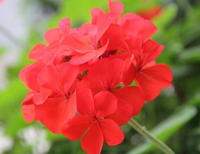 China herbal plant extract geranium extract powder 10:1 for sale