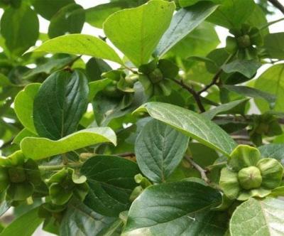 China Reducing blood fat Persimmon leaves extract 10:1, 20:1 for sale