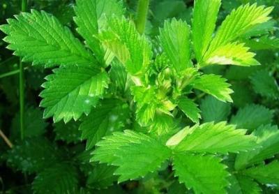 China arrest bleeding Herba Agrimoniae/Xian He Cao Extract 20:1 for sale