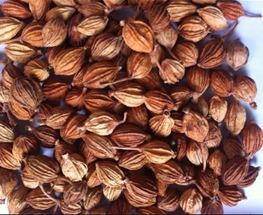 China 10:1 Fructus Amomi Extract powder, Villous Amomum Fruit Extract powder for sale