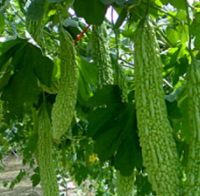 China Lower Blood Glucose Balsam Pear Extract 10%20% charantin for sale