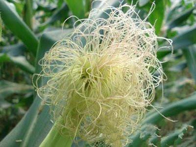 China 100% Natural Corn Silk Extract 10:1,20:1,Beta-Sitosterol 5% for sale