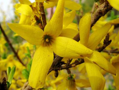 China Chinese herbal forsythia extract phillyrin/forsythin 0.5~2.5% CAS No: 487-41-2 for sale