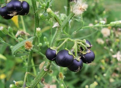 China CAS.: 20311-51-7 solamargine, solamargin, solanum nigrum extract,black night shade extract for sale