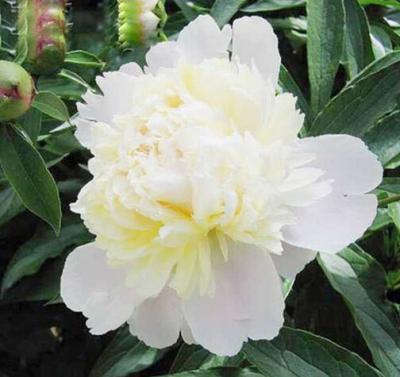 China CAS No.: 23180-57-6 Paeoniflorin 10% from Radix Paeoniae Extract/White Peony Extract for sale