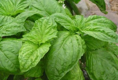China Holy Basil Extract,Basil Herb Extract,Basil Leaf Extract,Basil powder 10:1 for sale