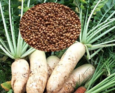 China food additive Semen Raphani /Radish Seed extract 10:1 for sale