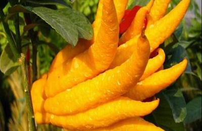 China Fructus Citri Sarcodactylis/Finger Citron Extract Bergapten 98% CAS NO :484-20-8 for sale
