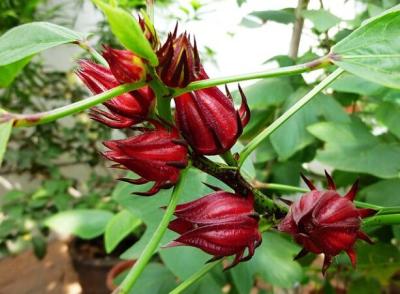 China Roselle Extract powder 5% Anthocyanidins for sale