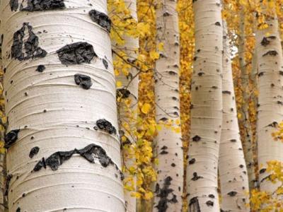 China Birch Bark Extract Betulin powder 98% for sale